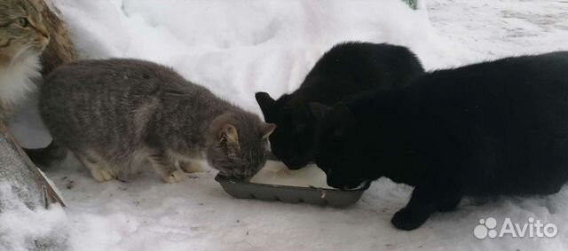 Котята ищут дом
