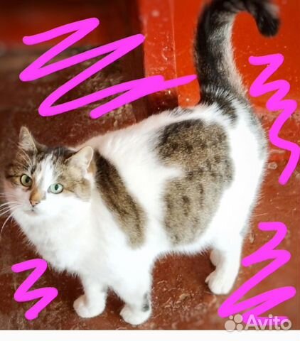 Чудесная умница ищет теплый дом)