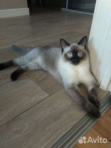 Отдам тайского кота