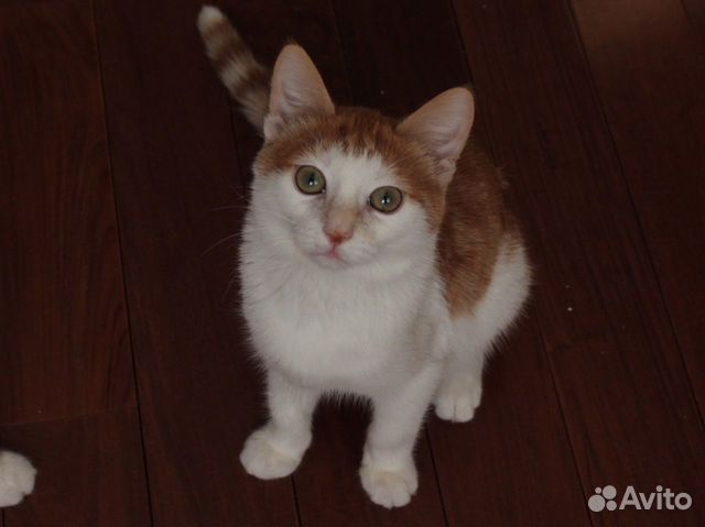 Котенок Тимур и его комнда в добрые руки дар беспл