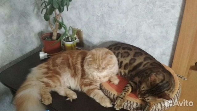 Вислоухий шотландец. Мальчик