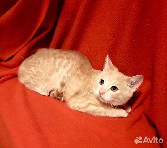 Рыжий персиковый малыш в дар