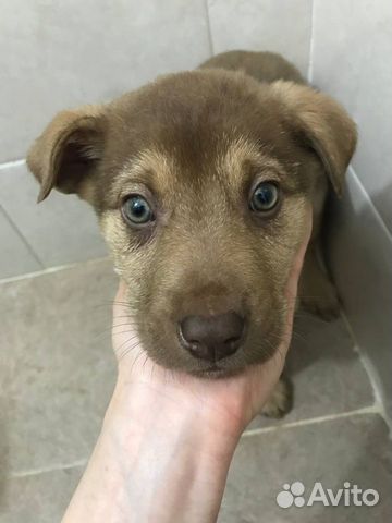 Очаровательные щенки разных пород