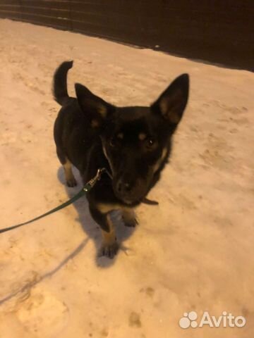 Собака в добрые руки