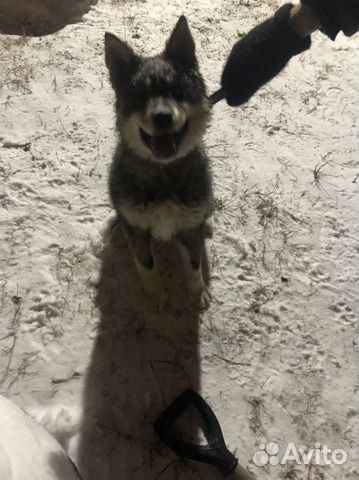 Аляскинский маламут