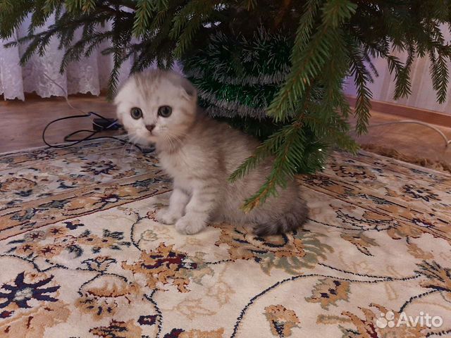 Шотландская вислоухая кошка