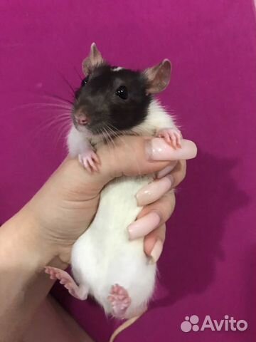 Крыса домашняя