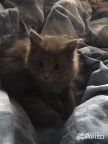 Котята от домашней кошки