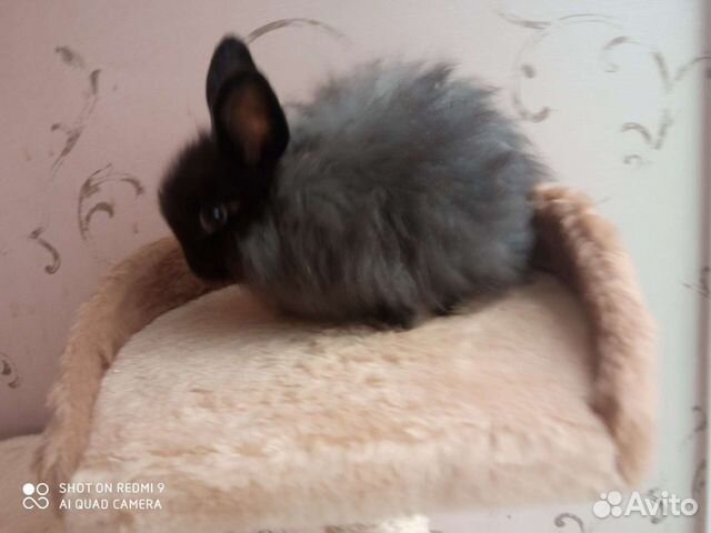 Декоративные кролики малыши