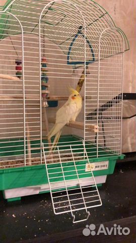 Попугай корелла с клеткой