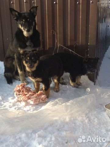 Щенки Собаки