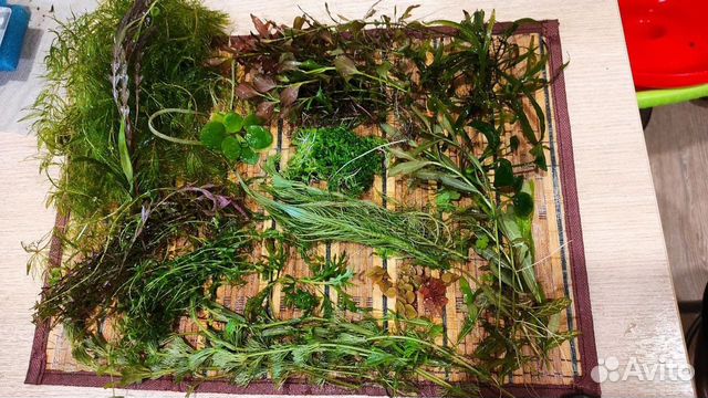 Аквариумные растения прополка