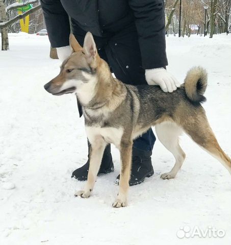 Найда 1 год лайка в дар