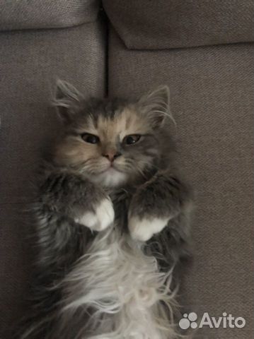 Отдам котенка