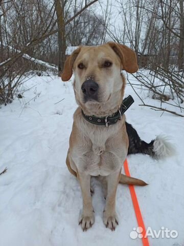 Активная собака в дар