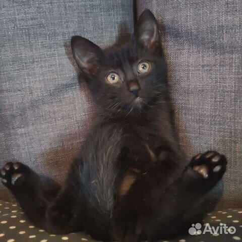 Котенок Сильвестр в Добрые руки