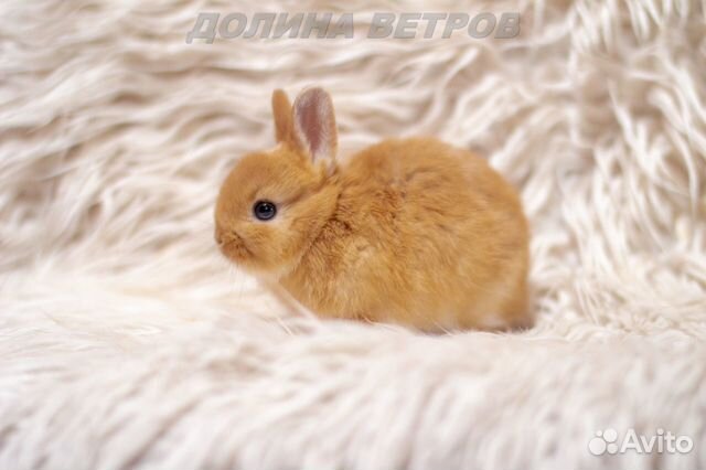 Мальчик минор рыжий