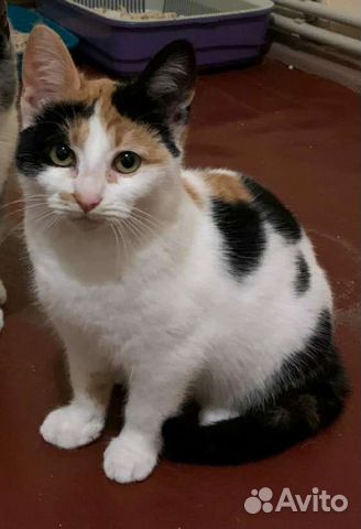 Молоденькая кошечка Буся