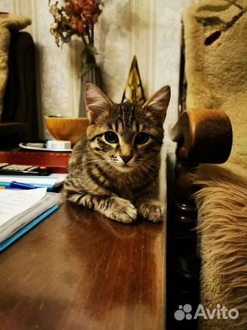 Котенок