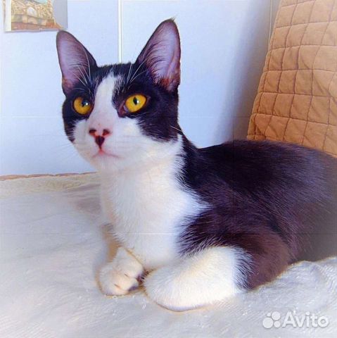 Котенок маркиз ищет дом