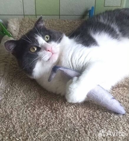 Котик Бунша