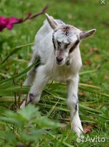 Продаются козлята
