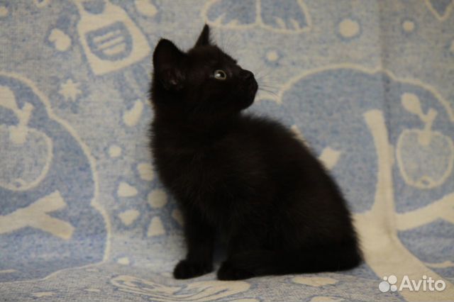 Котенок в добрые руки