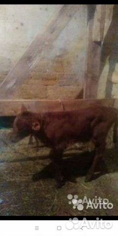 Продается бычок