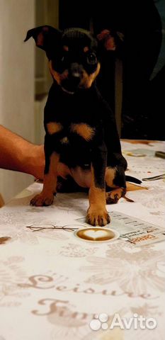 Той-терьер щенок девочка