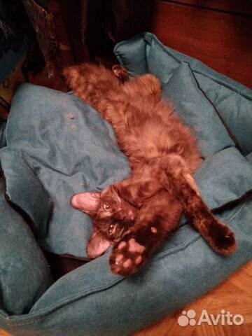 Ориентальная длинношерстная шоколадно-красная