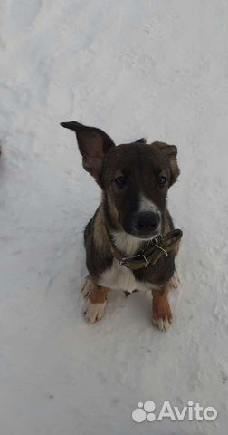 Собака в добрые руки щенок