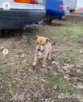 Чарли ищет семью