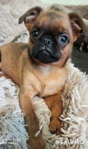 Пти брабансон