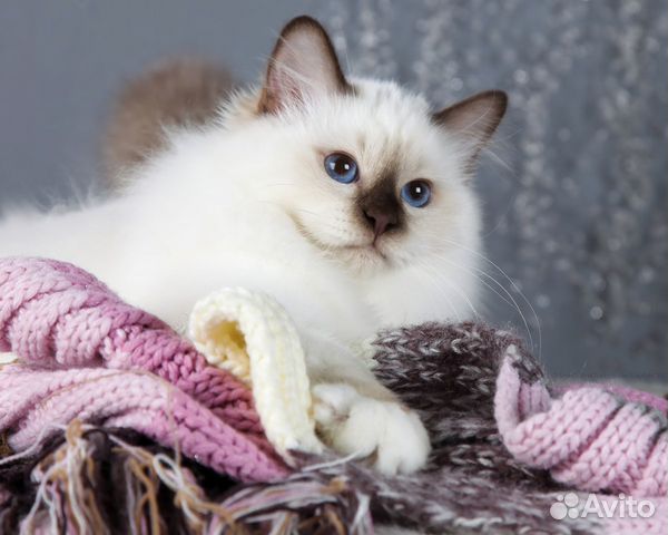 Котенок породы священная бирма