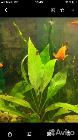 Рыбки меченосцы мальки красные и черрые