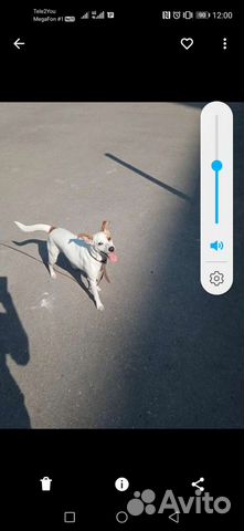 Девочка ищет друга. Нижний Новгород автозаводский