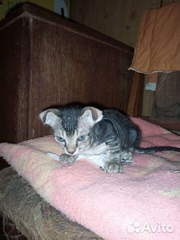 Экзотический котенок-очаровашка