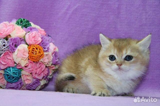 Девочка золотая шиншилла