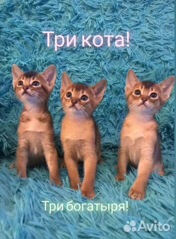 Абиссинские котята