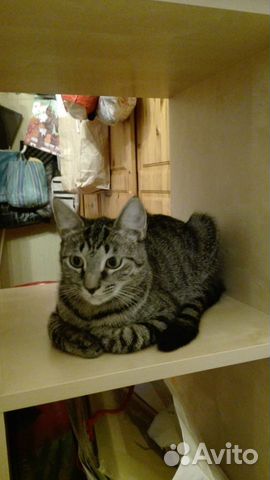 Кот