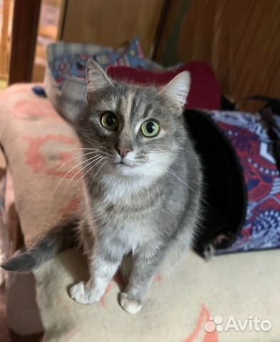 Кошечка в поисках дома