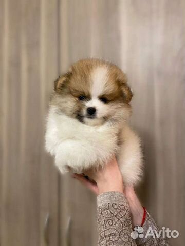 Померанский шпиц