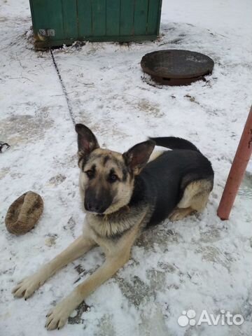 Собака в частный дом