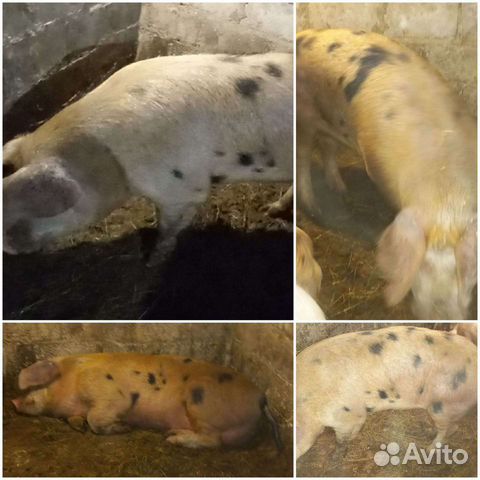 Хряк породы дюрок