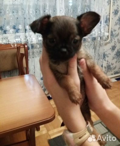 Щенки чихуахуа мини девочка, чихуахуа мальчик длин