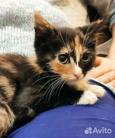 Котенок Малинка в добрые руки