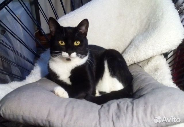 Котик ищет постоянный дом