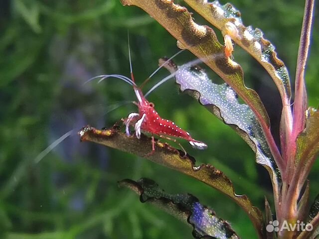 Креветка Кардинал, белая Орхидея,Тиломелания