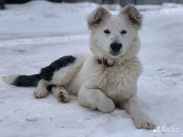 Юная собака Бэлла в дар