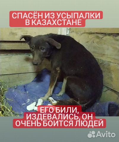 Собачка в добрые руки спасен из Казахстана